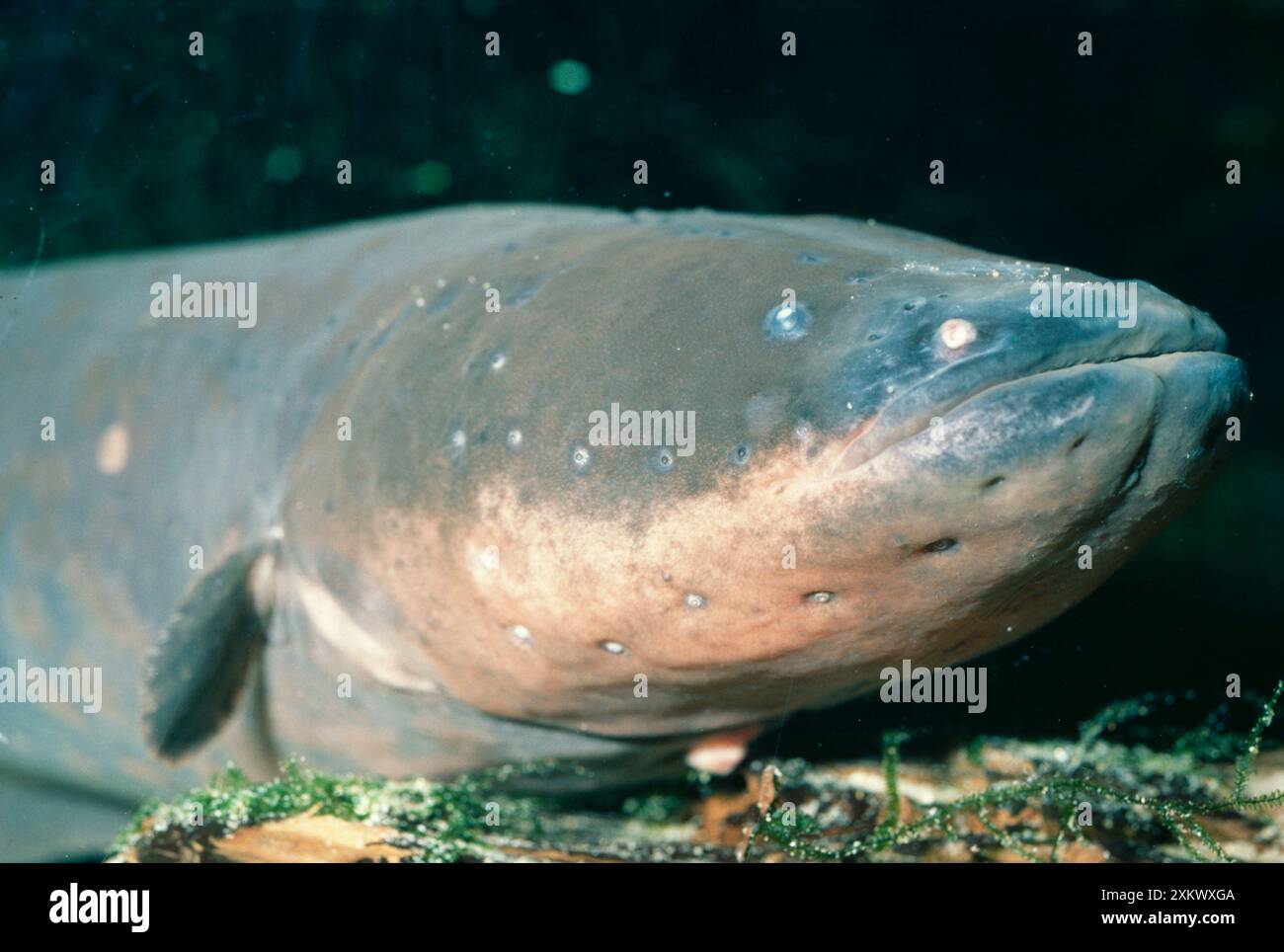 Electric eel hi-res stock photography and images - Alamy