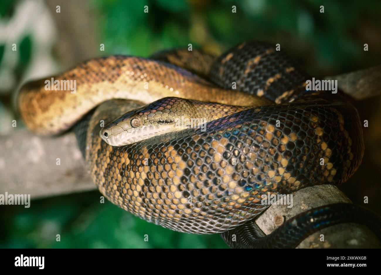Jamaican Boa Snake - endangered Stock Photo - Alamy