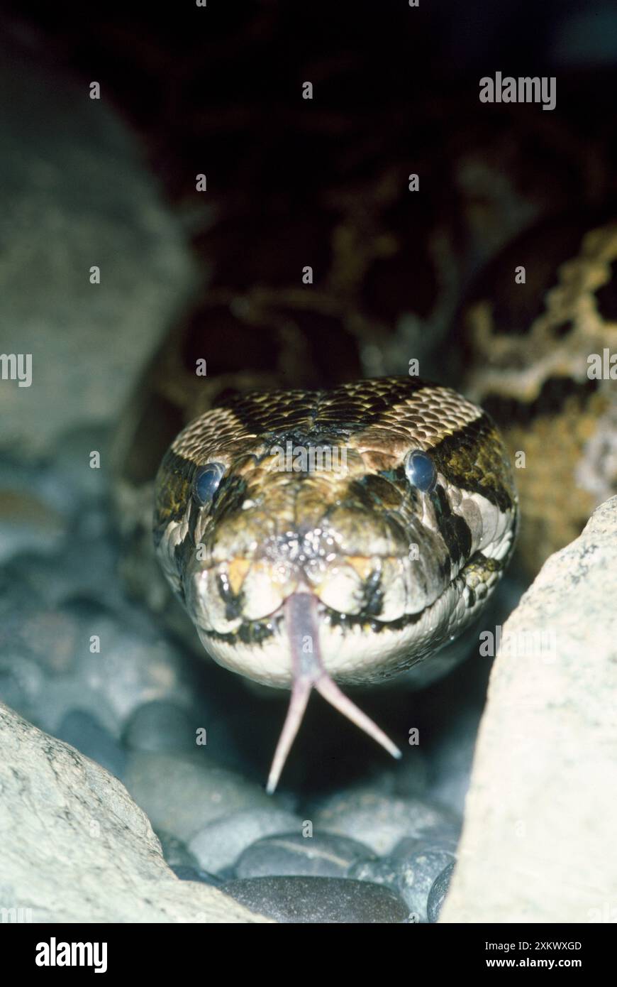 Forked tongue hi-res stock photography and images - Alamy