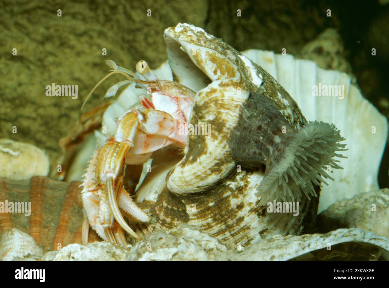 Hermit Crab - with Sea Anemone on crab shell Stock Photo - Alamy