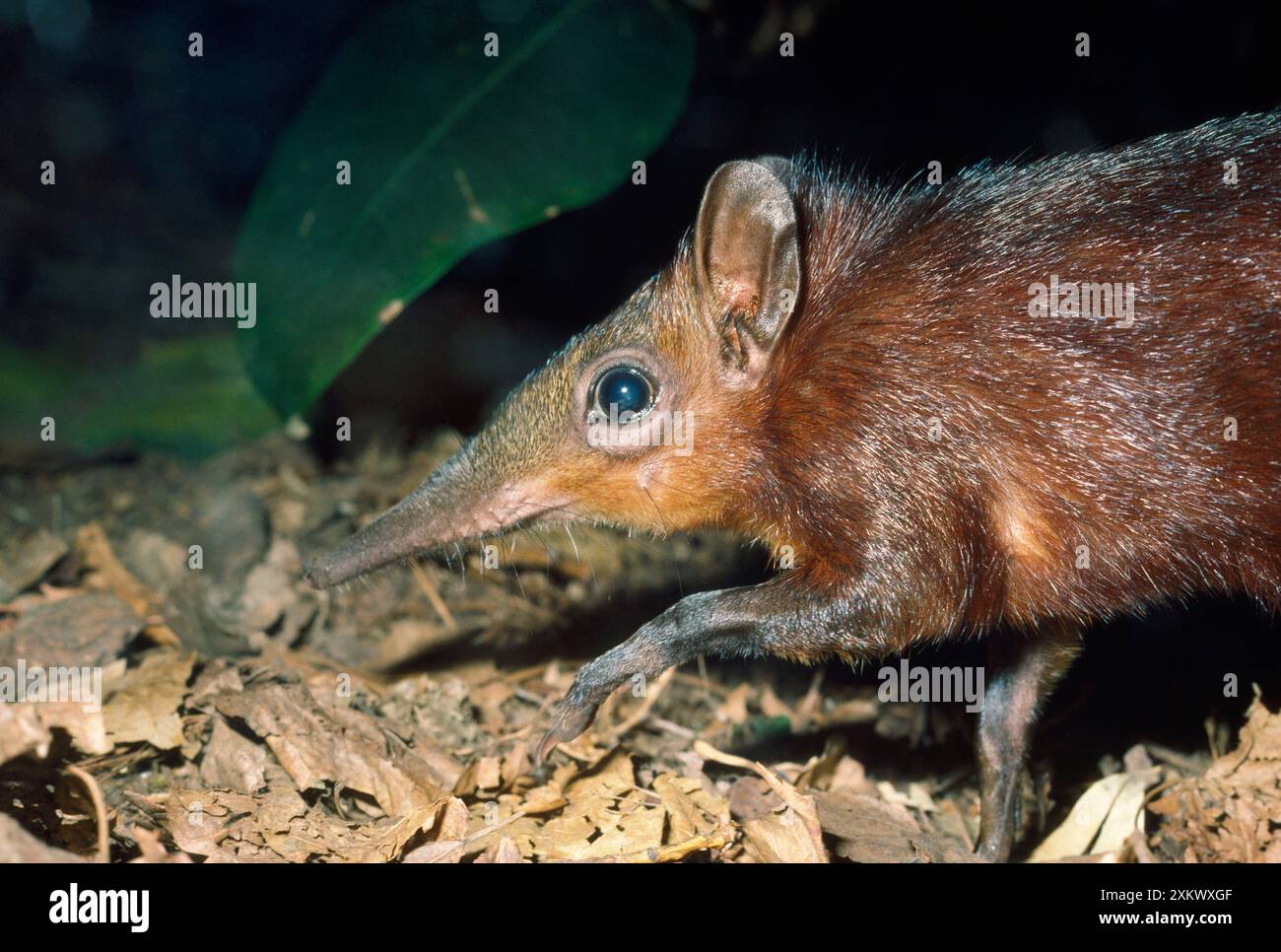 Checkered / Giant Elephant Shrew Stock Photo - Alamy