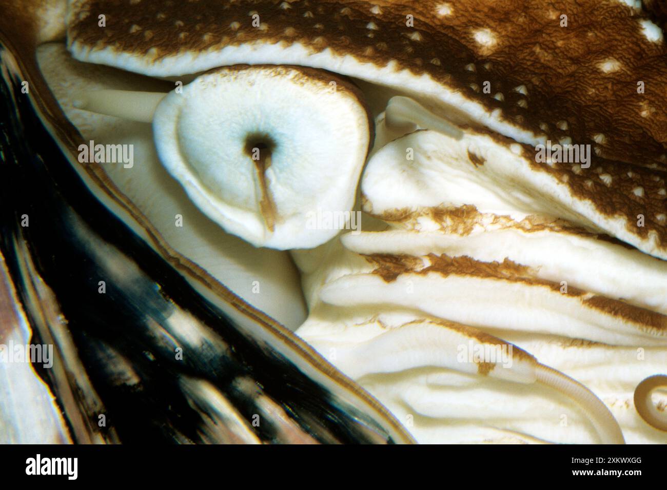 Nautilus Eye Nautiluses: Characteristics, Shells And Species | Sea