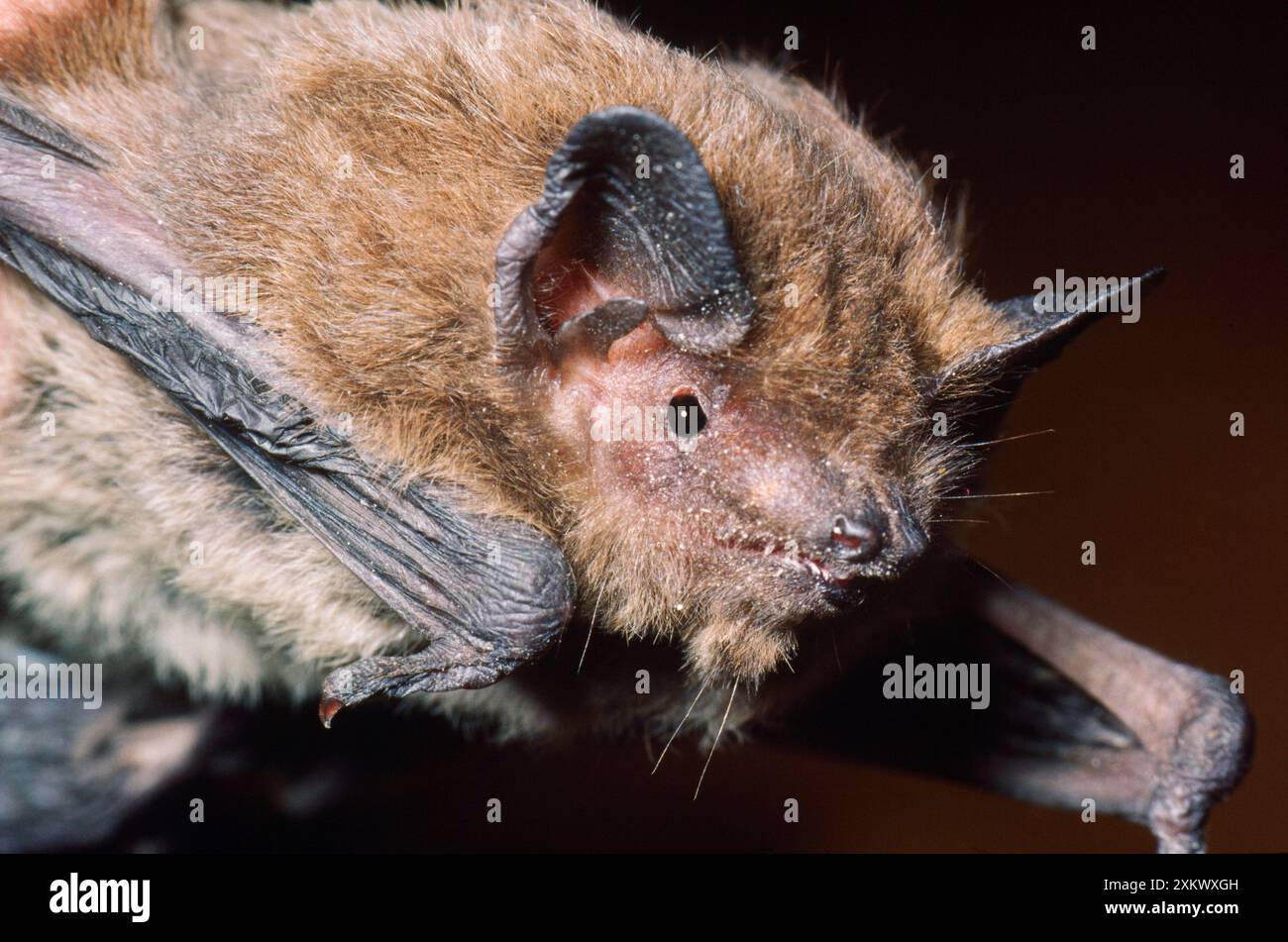 Nathusius hi-res stock photography and images - Alamy