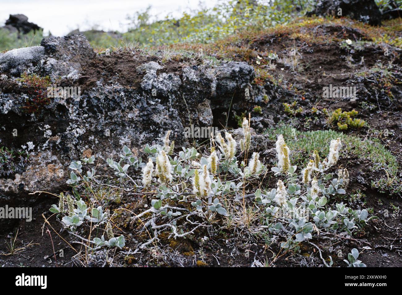 Animals and their habitat hi-res stock photography and images - Alamy