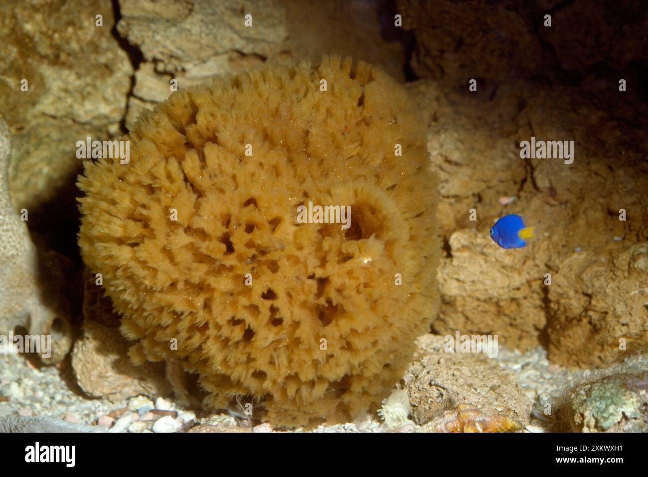 Living wildlife hi-res stock photography and images - Alamy