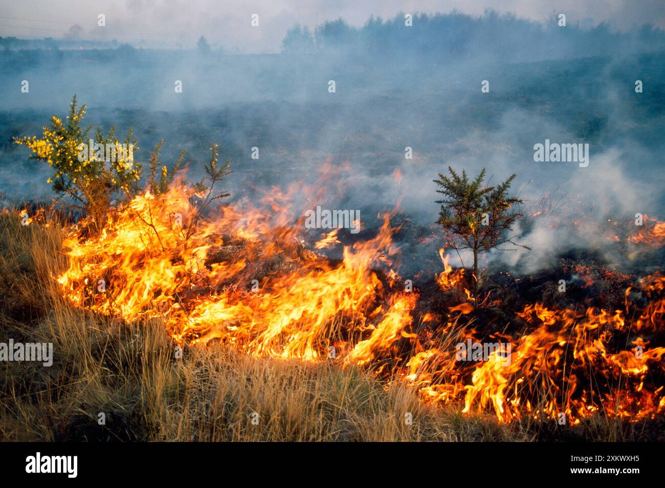 Fire - Burning gorse during fire on heathland at Stock Photo - Alamy