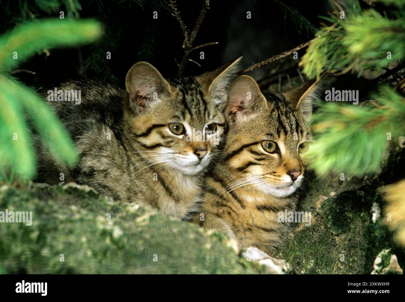 WIld Cat - kittens Stock Photo - Alamy