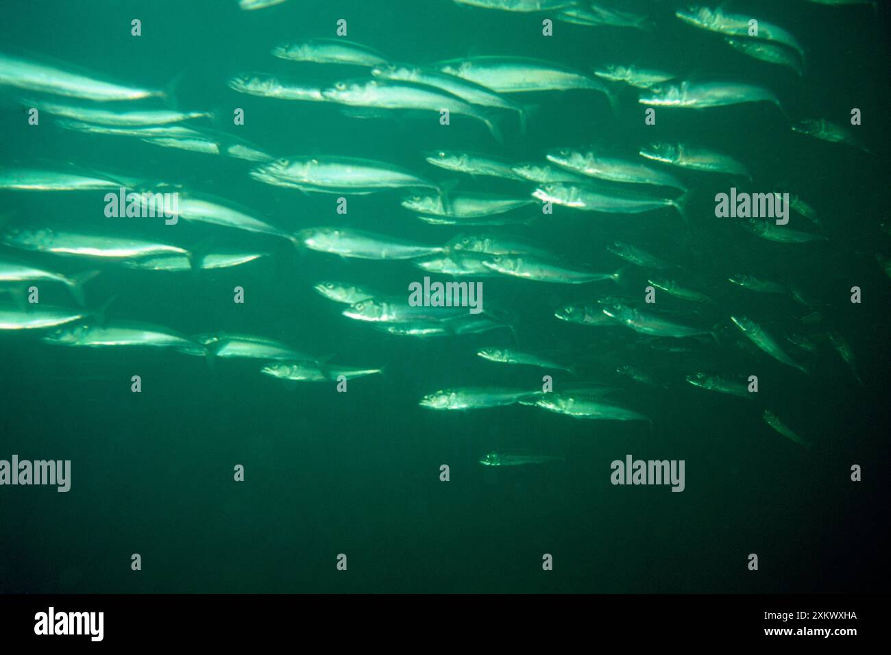 Mackerel - shoal Stock Photo - Alamy