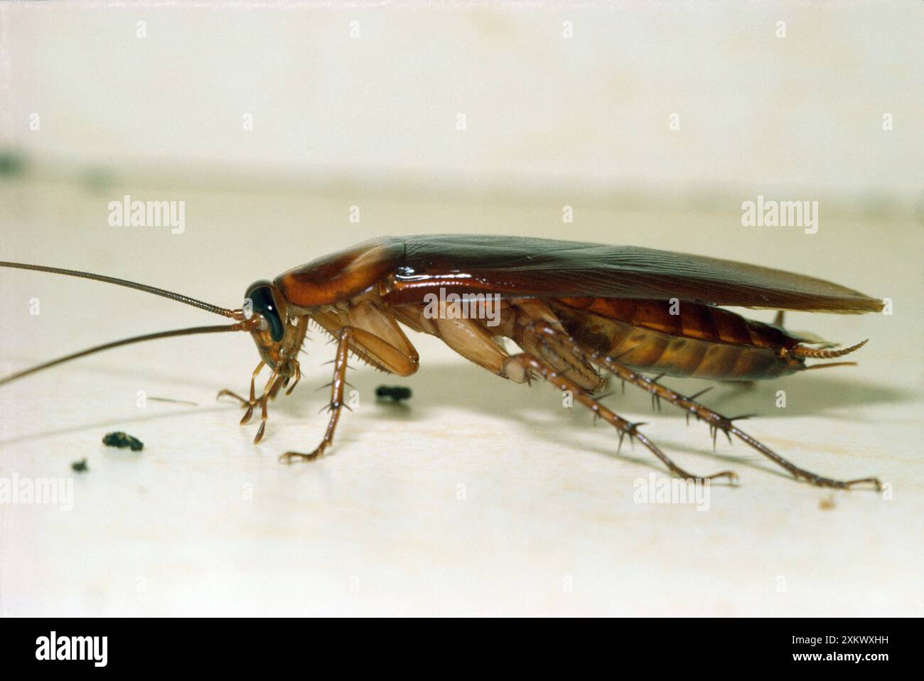 Insects cockroach hi-res stock photography and images - Alamy