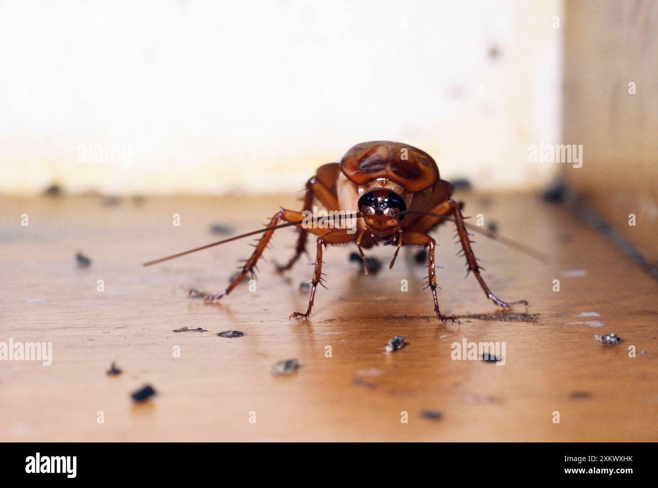 American cockroach cockroach hi-res stock photography and images - Alamy