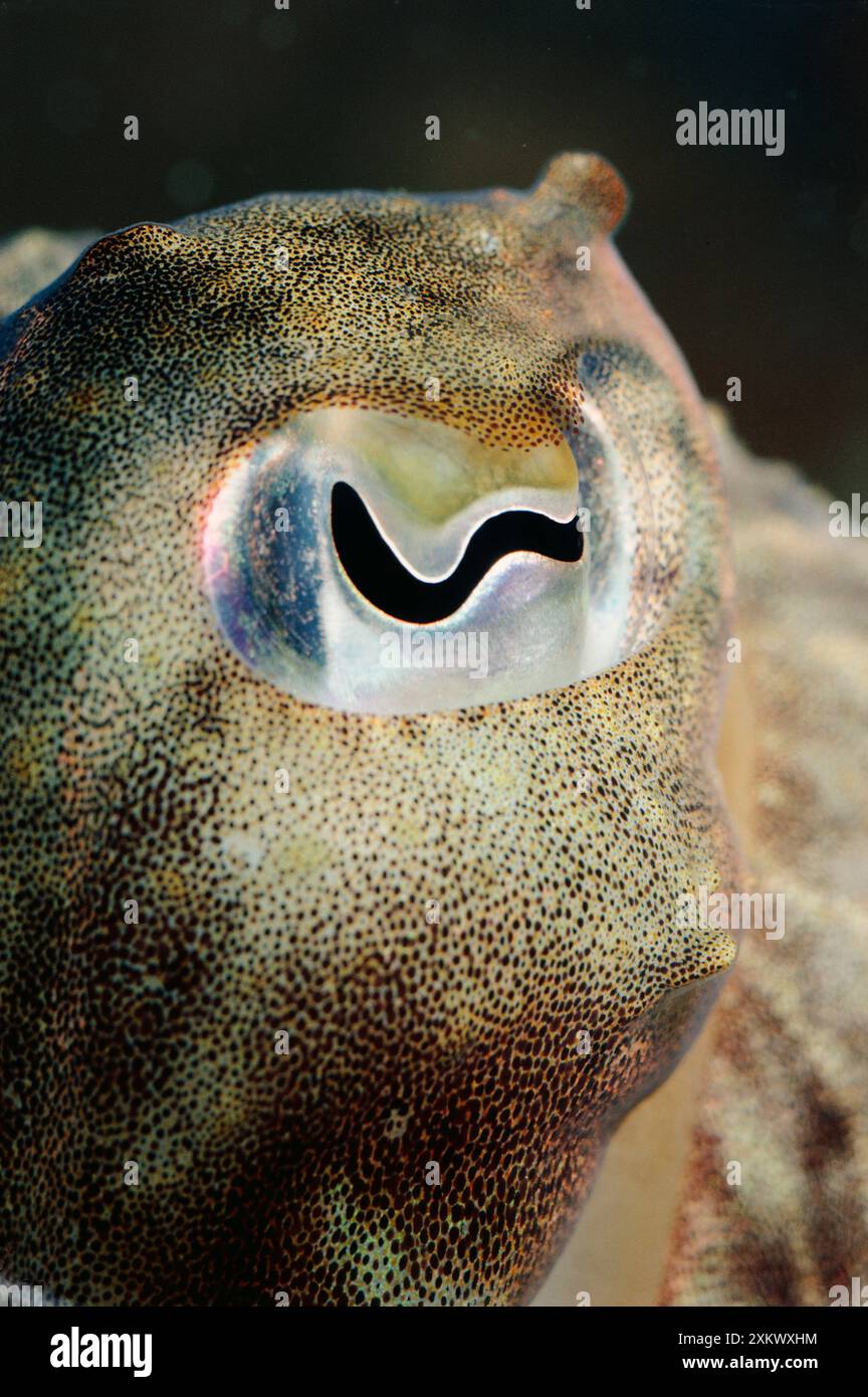 Cuttlefishes hi-res stock photography and images - Alamy