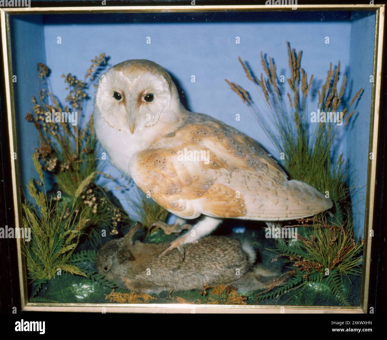 Taxidermy animals hi-res stock photography and images - Alamy