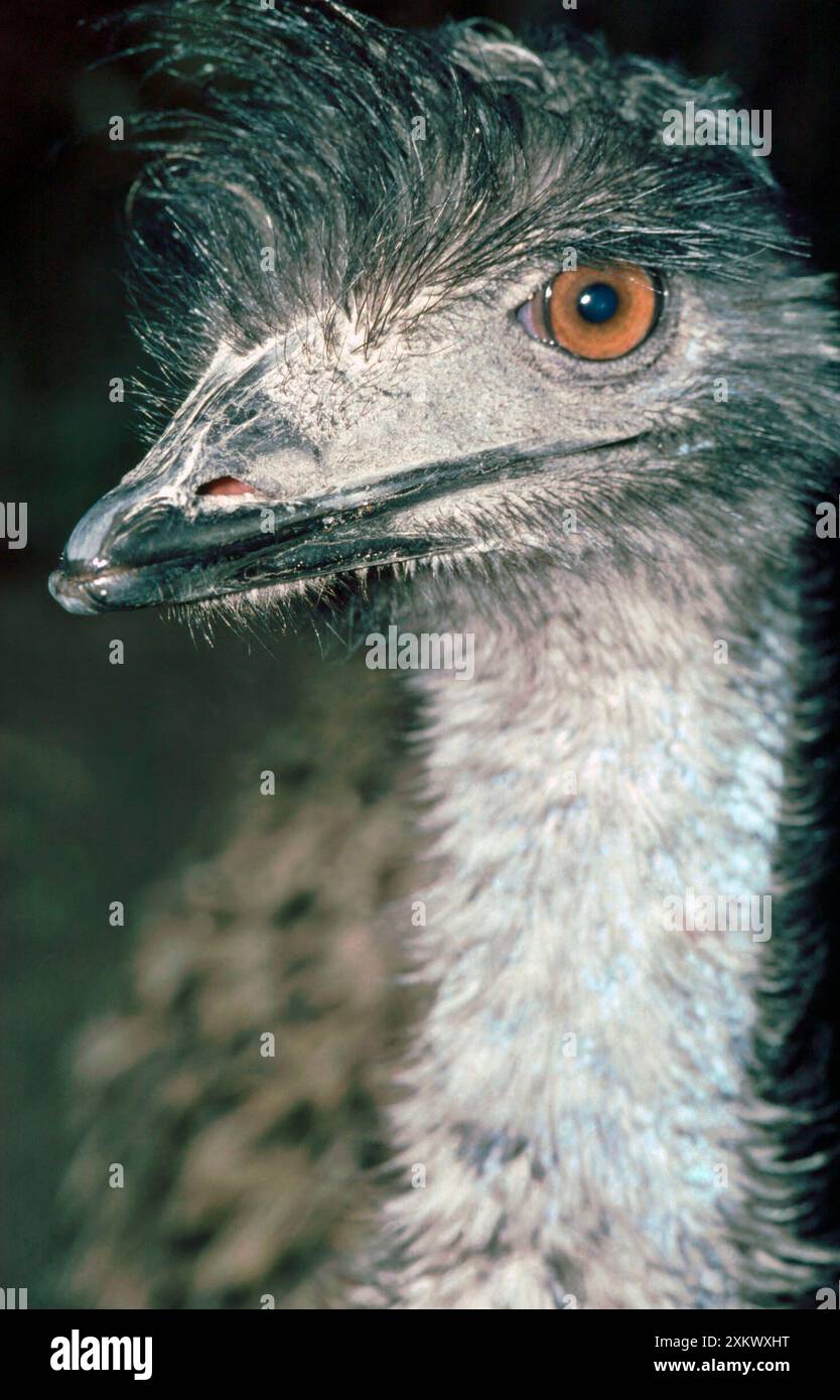 Emu - close-up of head Stock Photo - Alamy