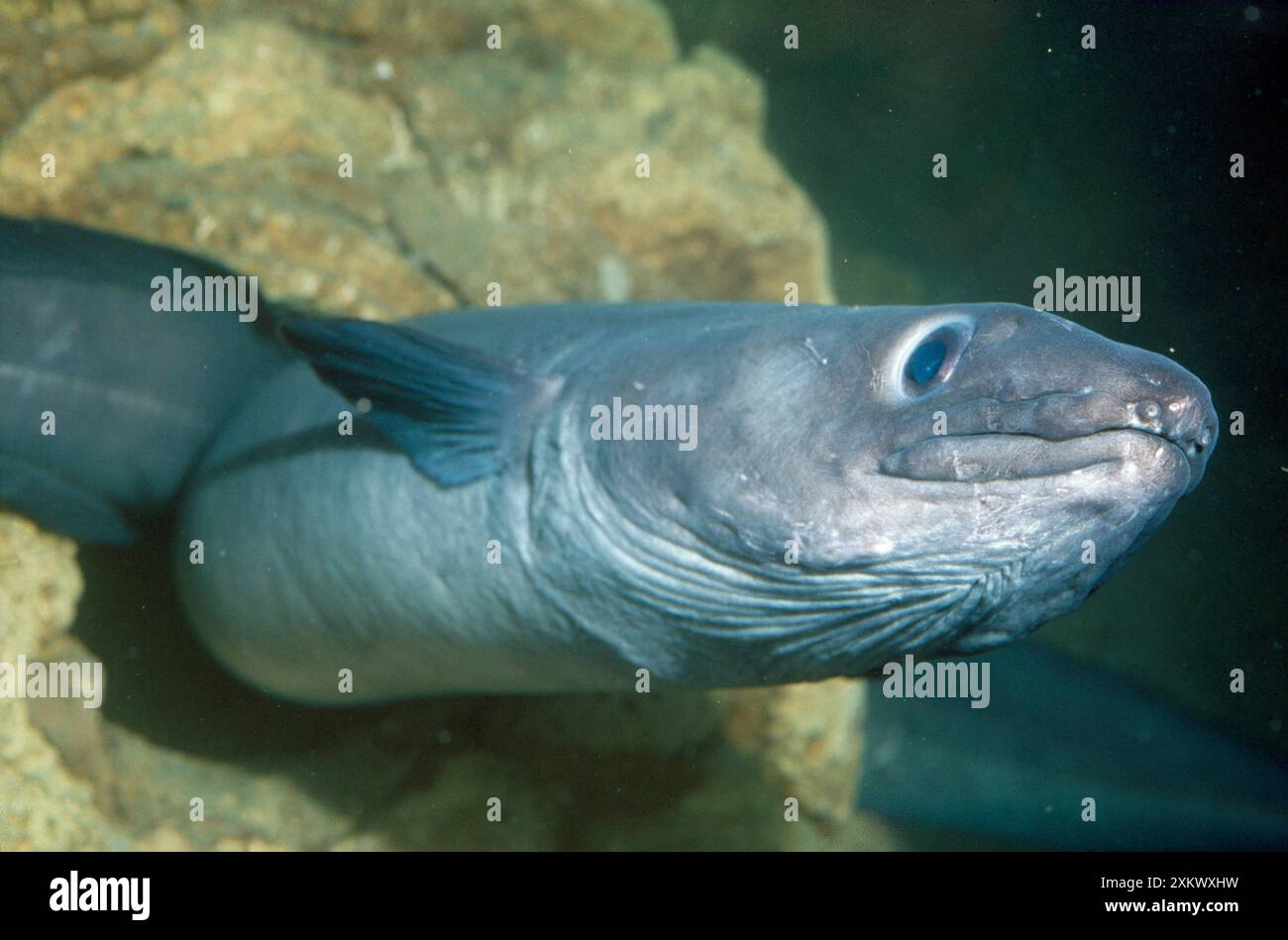 Marine eel hi-res stock photography and images - Alamy
