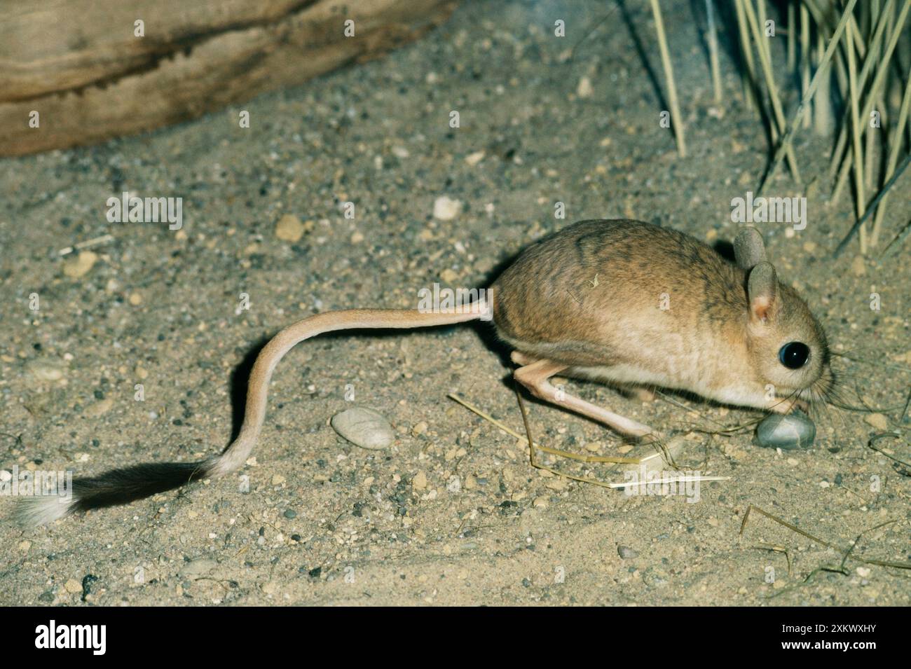 Jerboa hi-res stock photography and images - Alamy