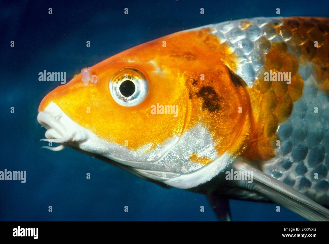 Koi breeds hi-res stock photography and images - Alamy