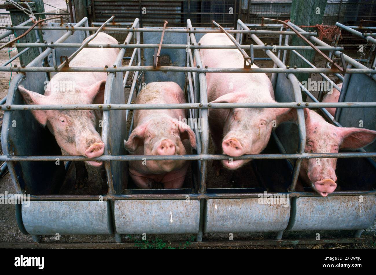 PIGS - In rearing pens Stock Photo - Alamy