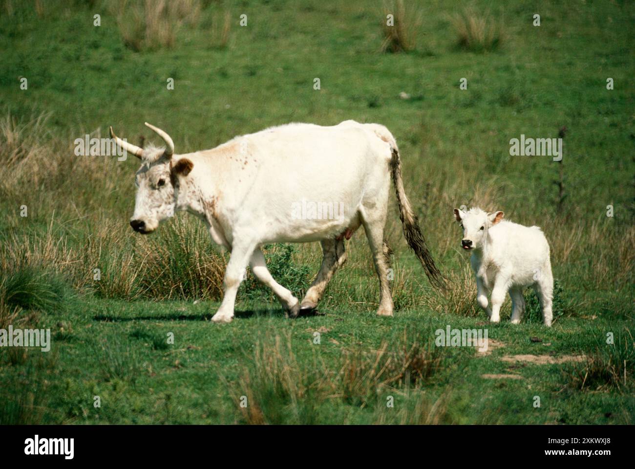 Cow farm animal cattle hi-res stock photography and images - Alamy
