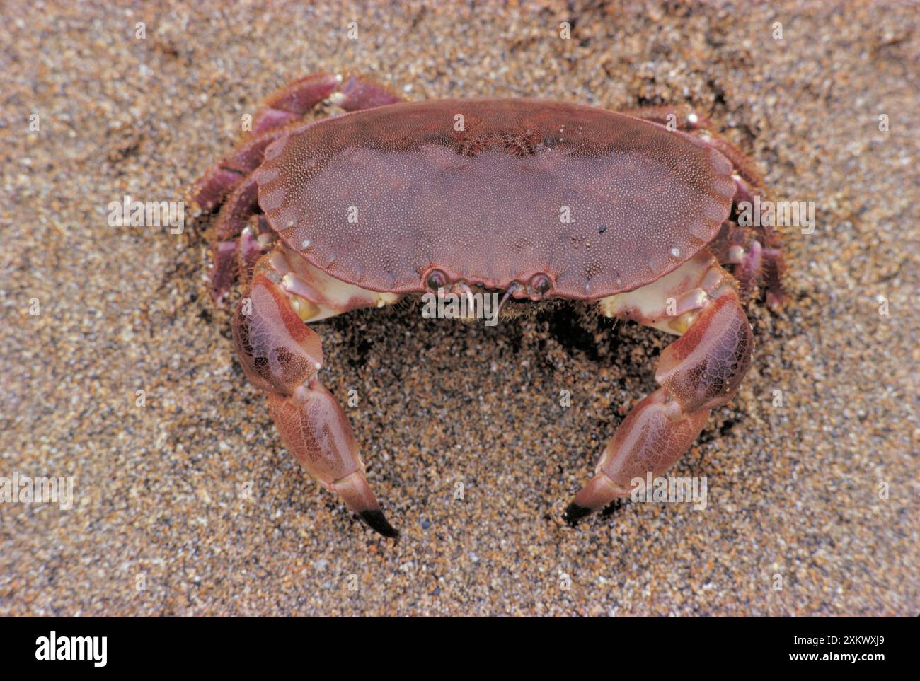 Single crab hi-res stock photography and images - Alamy