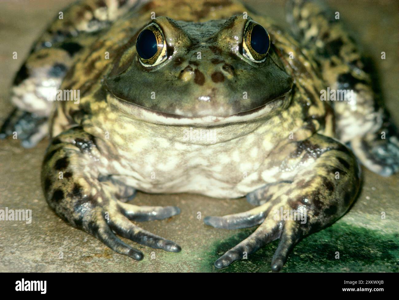 American frogs hi-res stock photography and images - Alamy
