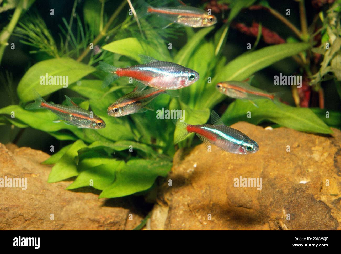 Neon tetra fish hi-res stock photography and images - Alamy