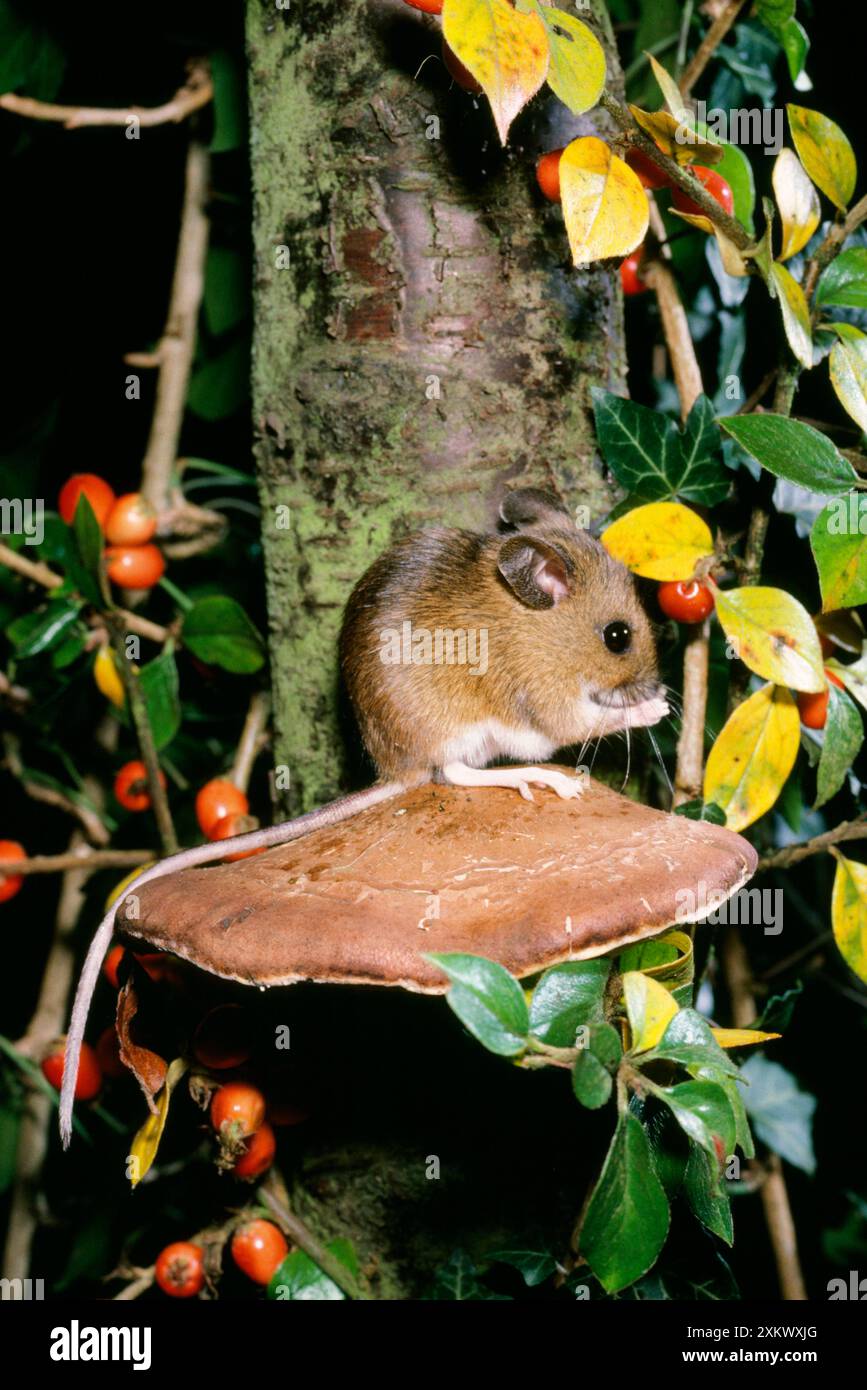 Field mouse wood apodemus hi-res stock photography and images - Alamy