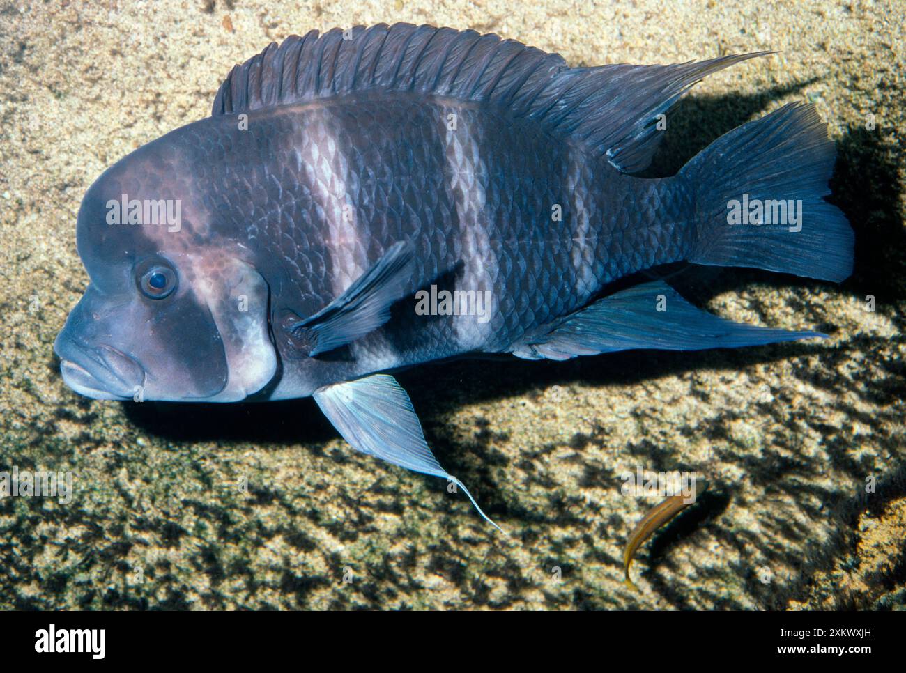 FISH - Frontosa Cichlid Stock Photo - Alamy
