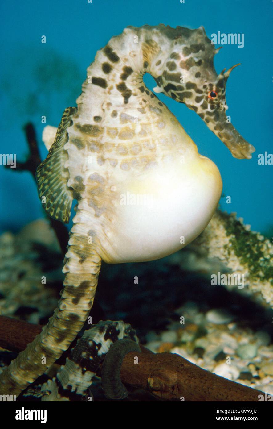 Pregnant Seahorse - male Stock Photo - Alamy