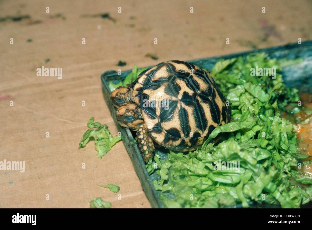 Animals with two heads hi-res stock photography and images - Alamy