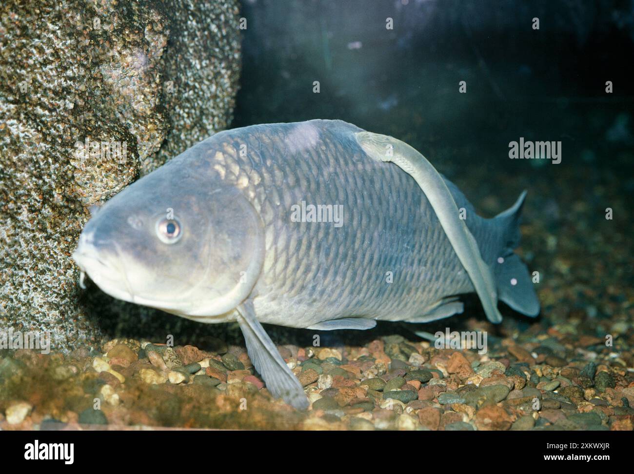 Silver lamprey hi-res stock photography and images - Alamy