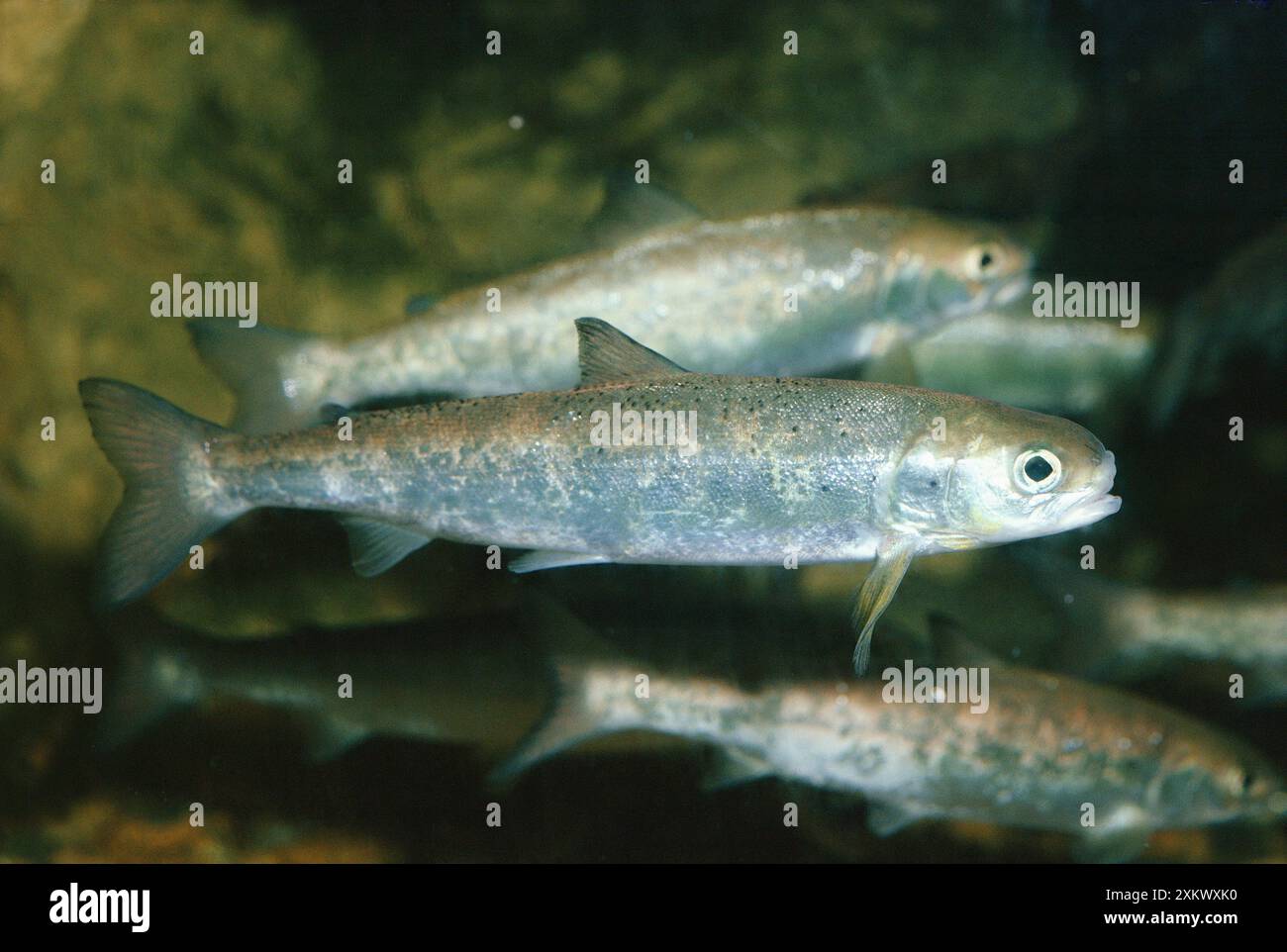 Fish fingerling hi-res stock photography and images - Alamy