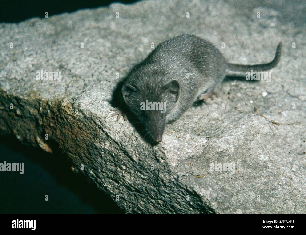 Lesser White Toothed / Scilly Shrew Stock Photo - Alamy