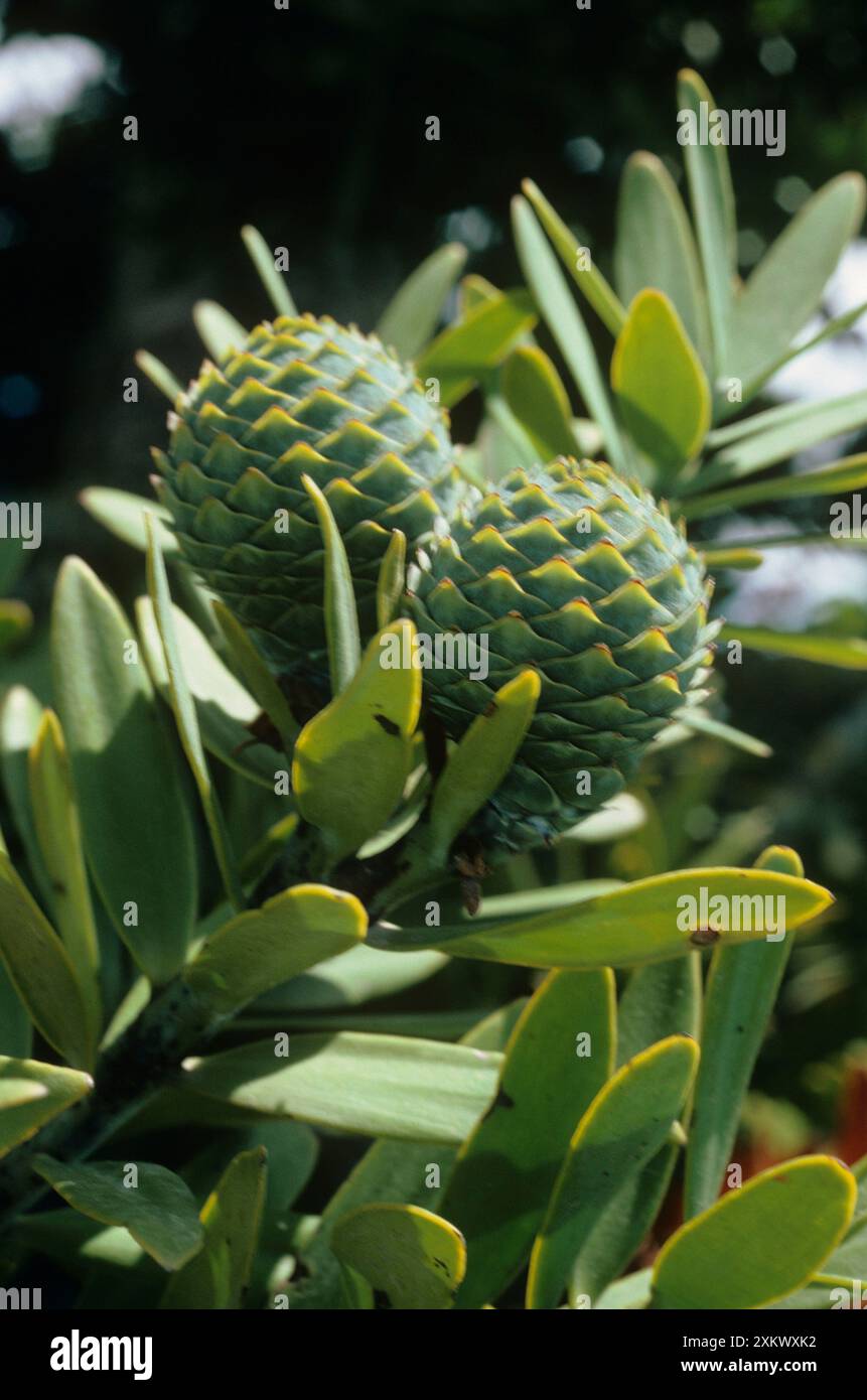 Kauri cone hi-res stock photography and images - Alamy