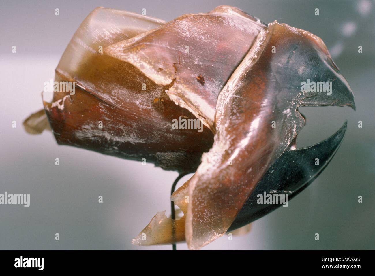 Giant squid beak hi-res stock photography and images - Alamy