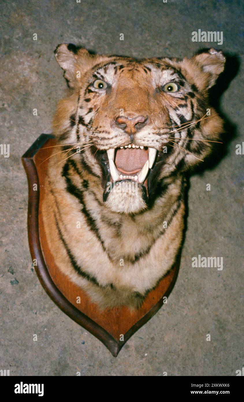 Animal Exploitation - Tiger trophy, taxidermy Stock Photo - Alamy