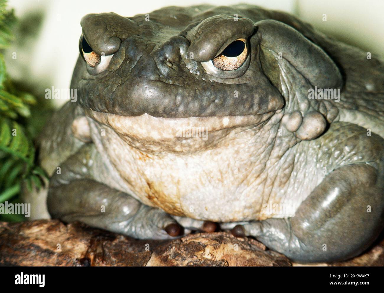 Colorado river / Sonoran desert TOAD - close-up Stock Photo - Alamy