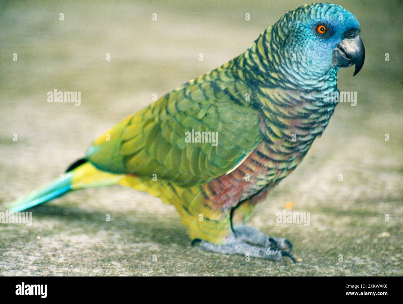 St. Lucia Amazon Parrot Stock Photo - Alamy