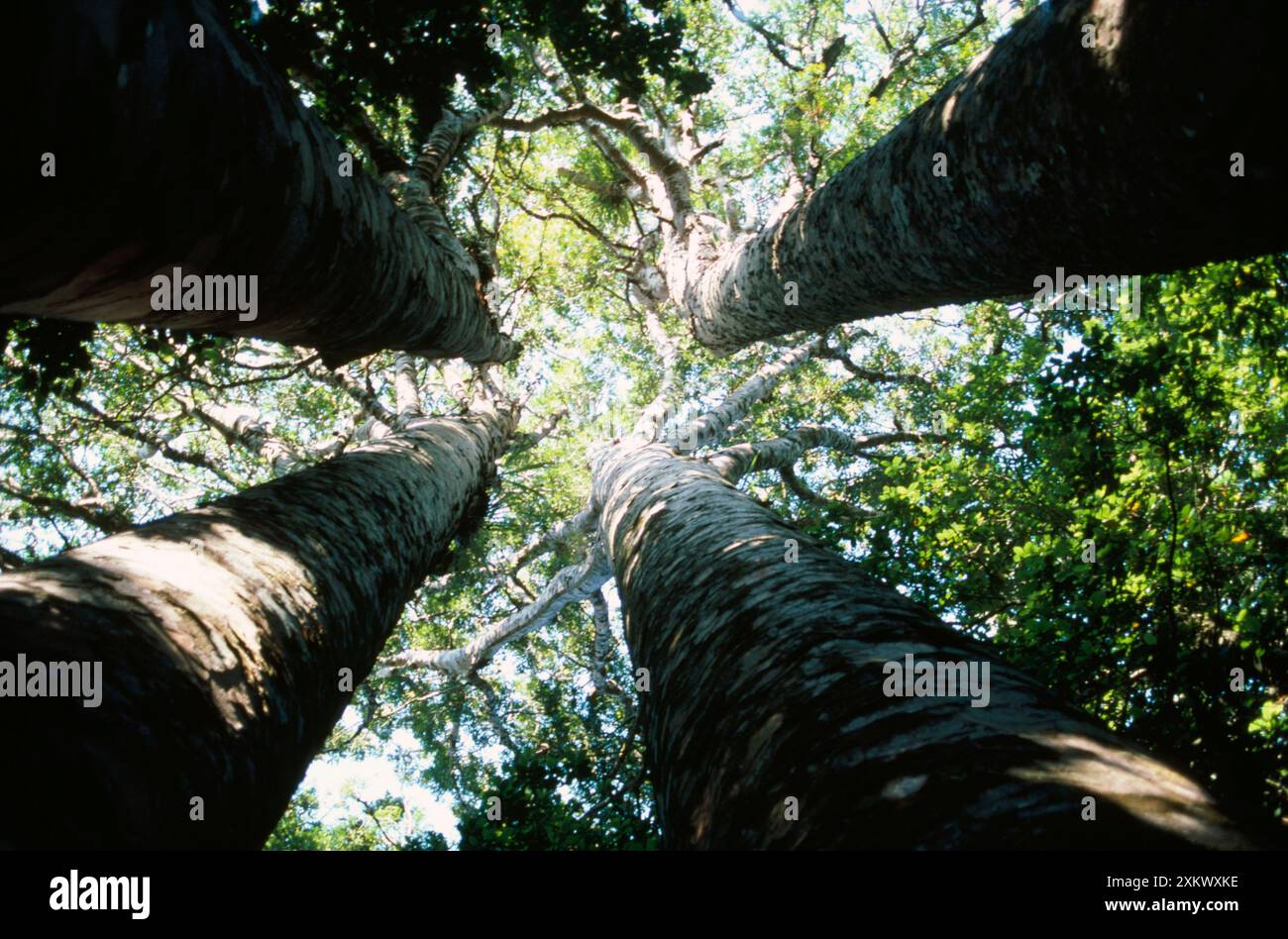 Australasian trees hi-res stock photography and images - Alamy