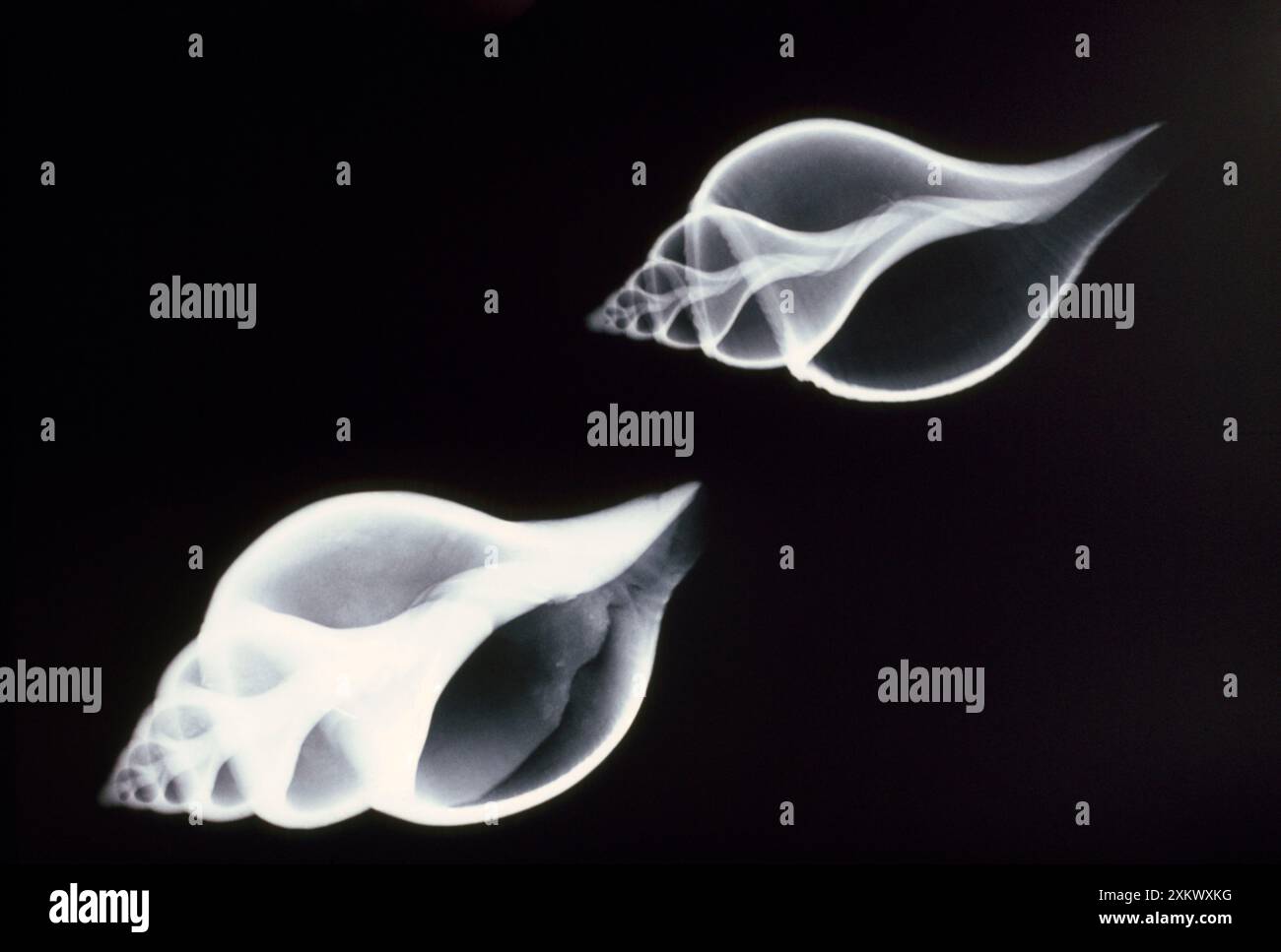 X ray fish hi-res stock photography and images - Alamy