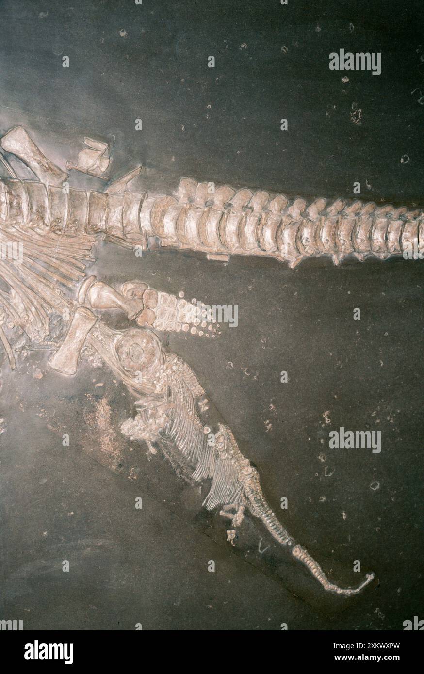 Fossil of ICHTHYOSAUR - giving birth Stock Photo - Alamy
