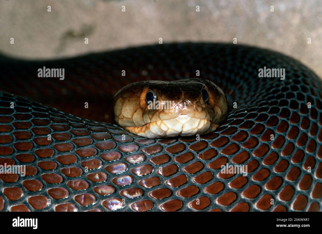 Mozambique spitting cobras hi-res stock photography and images - Alamy
