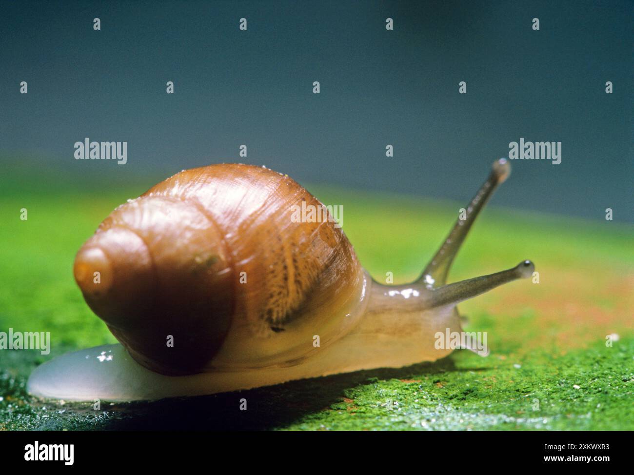 Partula snail hi-res stock photography and images - Alamy