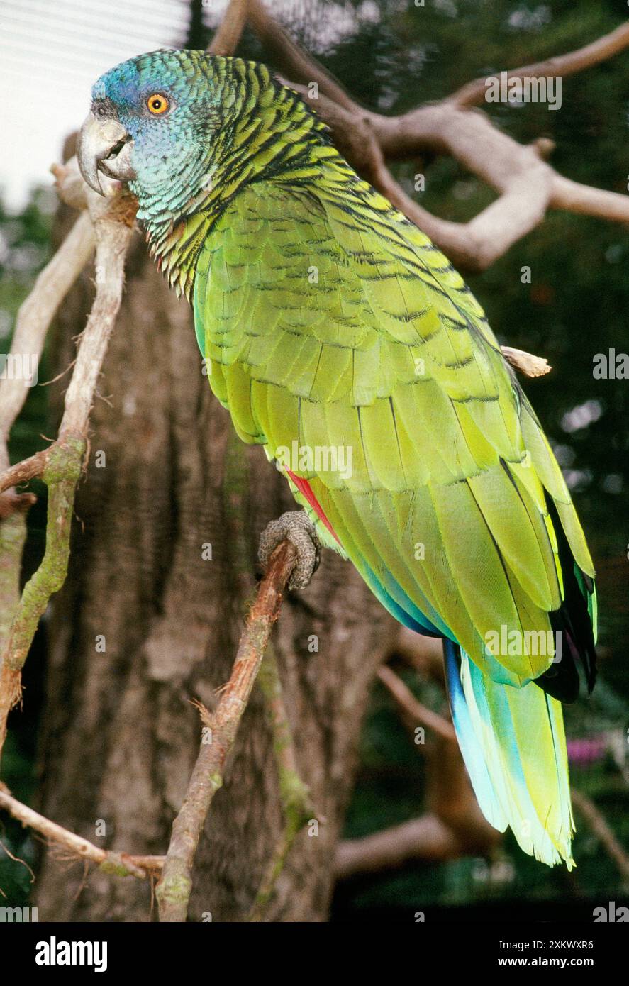 St Lucia Amazon Parrot Stock Photo - Alamy