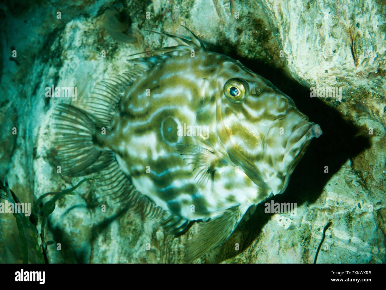 John Dory Fish Stock Photo - Alamy