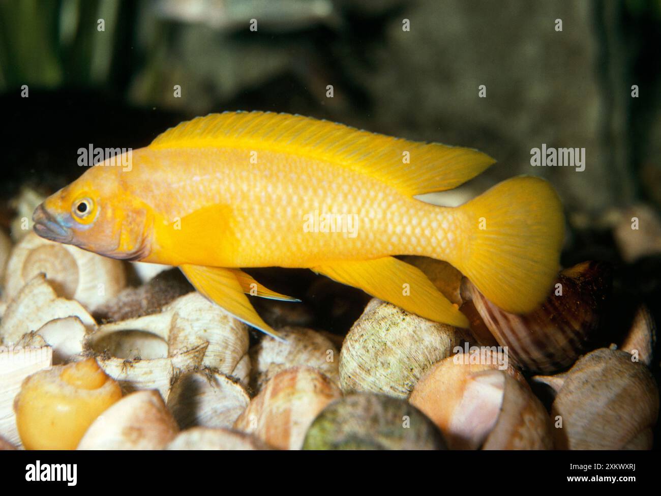 Neolamprologus leleupi hi-res stock photography and images - Alamy