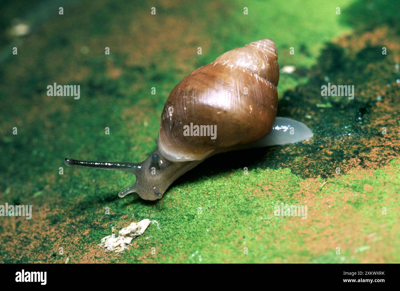 Partula snail hi-res stock photography and images - Alamy