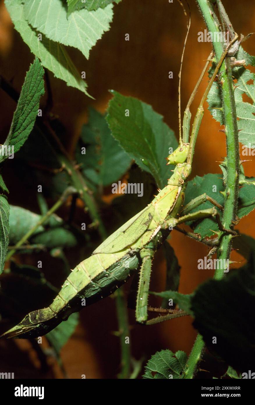 Giant Spiny Stick Insect - on branch - grows to 20cm or more Stock ...
