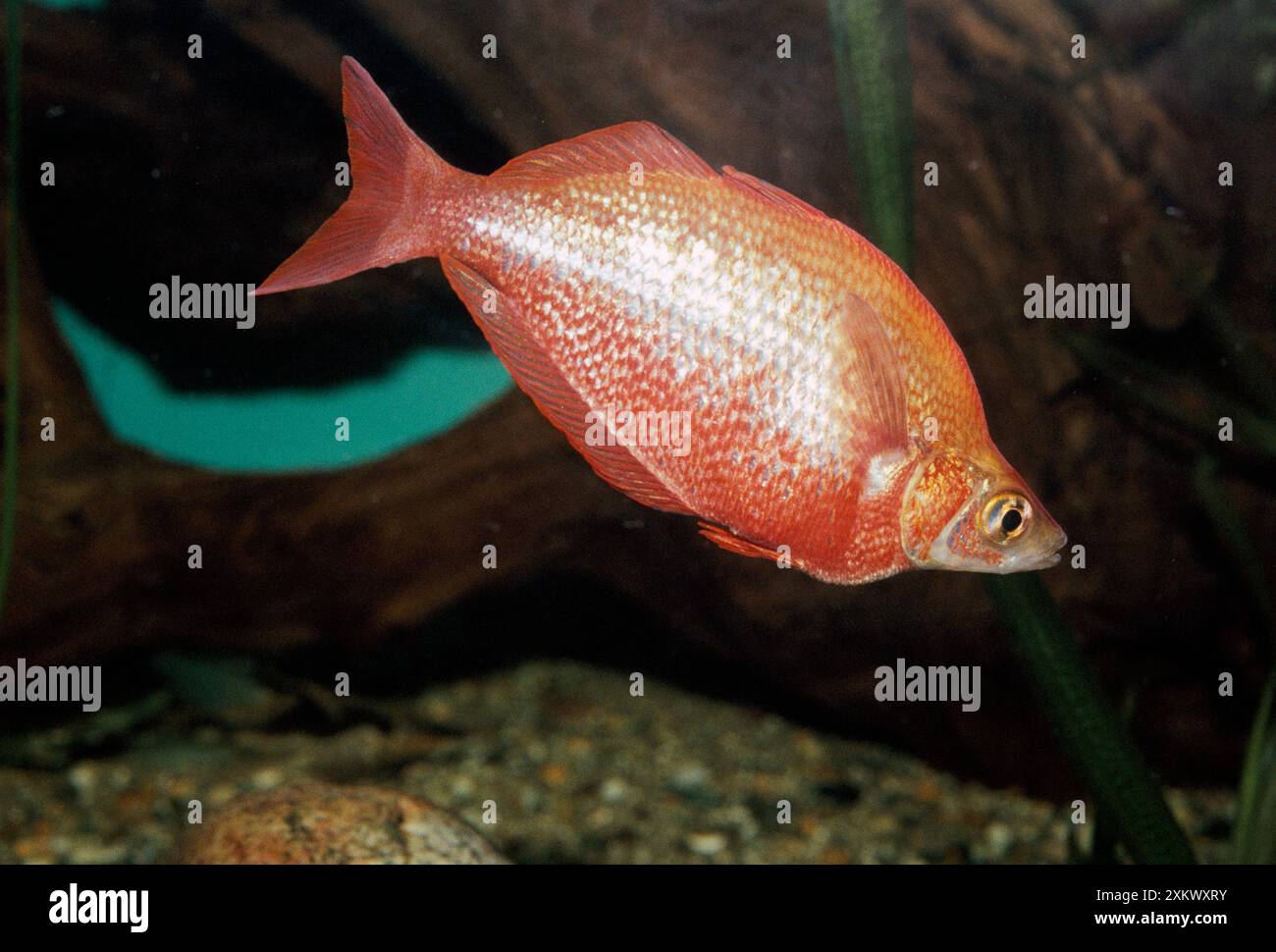 Rainbow fish papua new guinea hi-res stock photography and images - Alamy