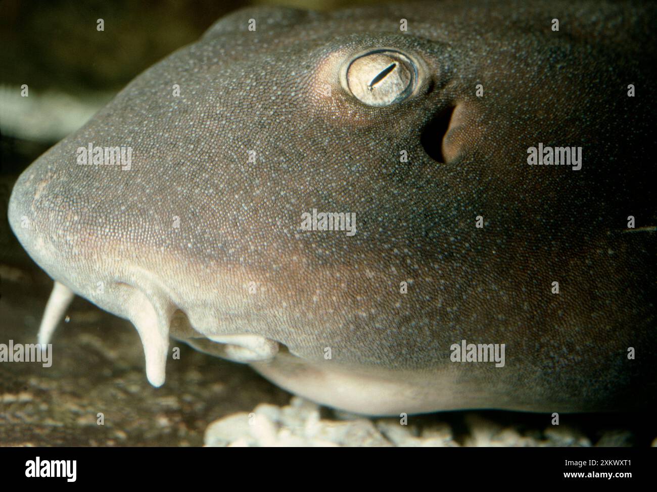 Dermal denticles hi-res stock photography and images - Alamy