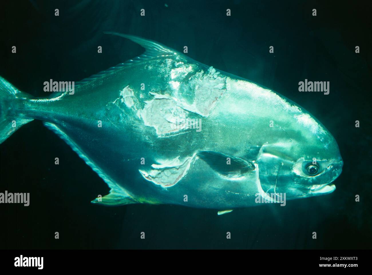 Pompano underwater hi-res stock photography and images - Alamy